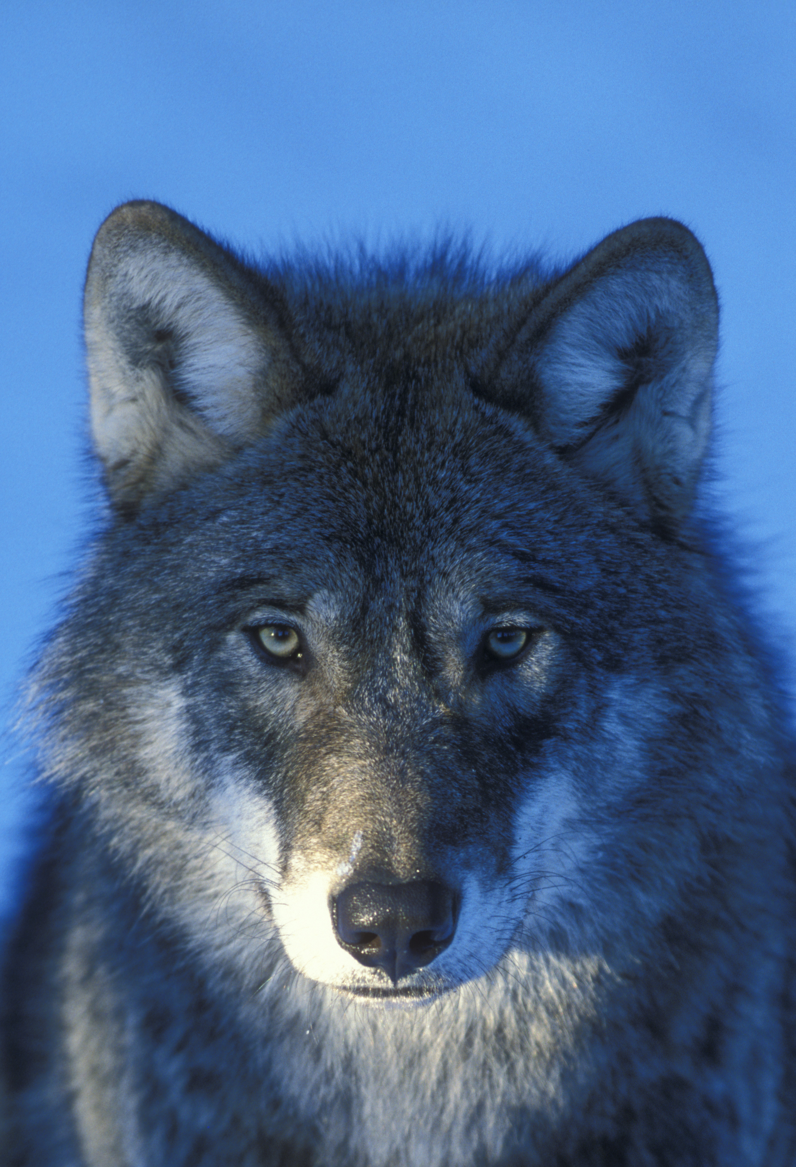 USA: Grauwolf nach 35 Jahren wieder zur Jagd freigegeben - Jäger