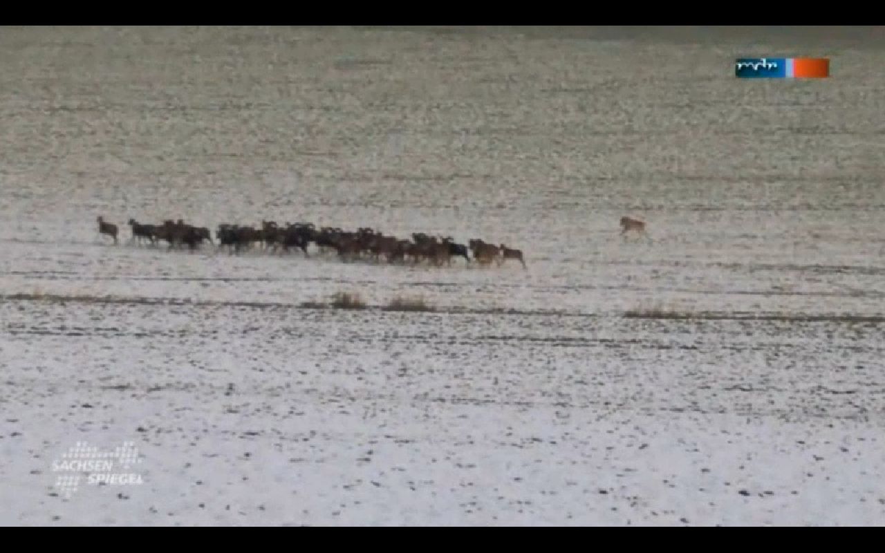 Video: Wolf jagt Mufflon in Sachsen - Jäger