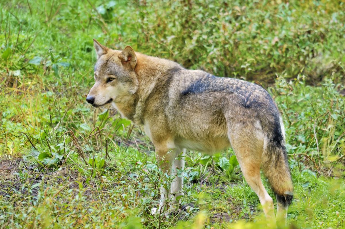 Teures Management - Isegrim und seine Folgen - Jäger
