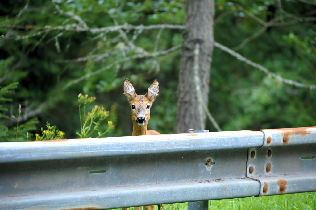 Wildunfall - So reagieren Sie richtig bei der Kollision mit Wild
