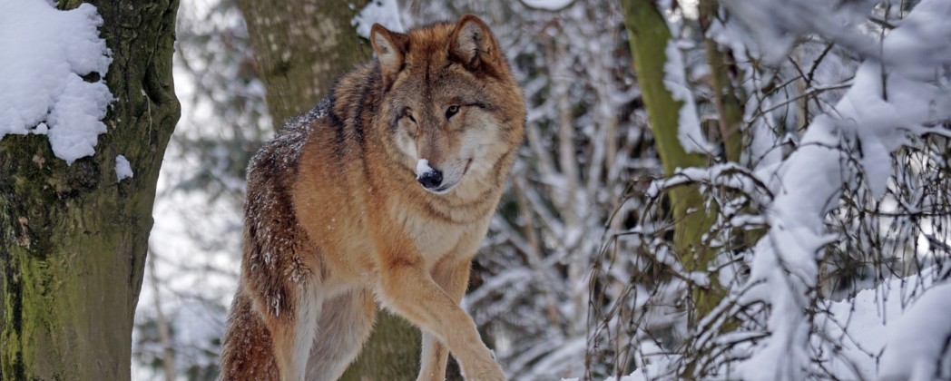 Wölfe in Deutschland - Jäger