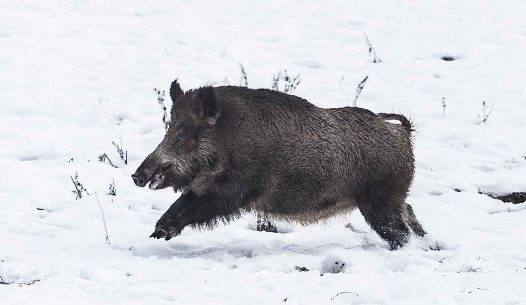 Treffersitz - Wo hinhalten für einen sauberen Blattschuss?