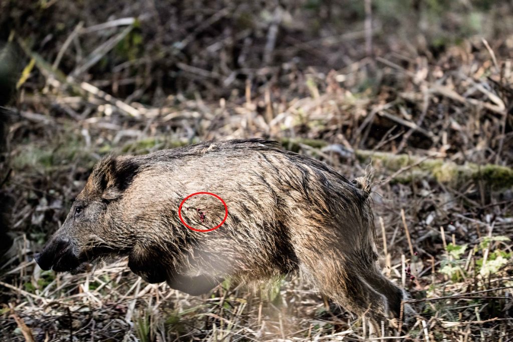 Treffersitz - Wo hinhalten für einen sauberen Blattschuss?