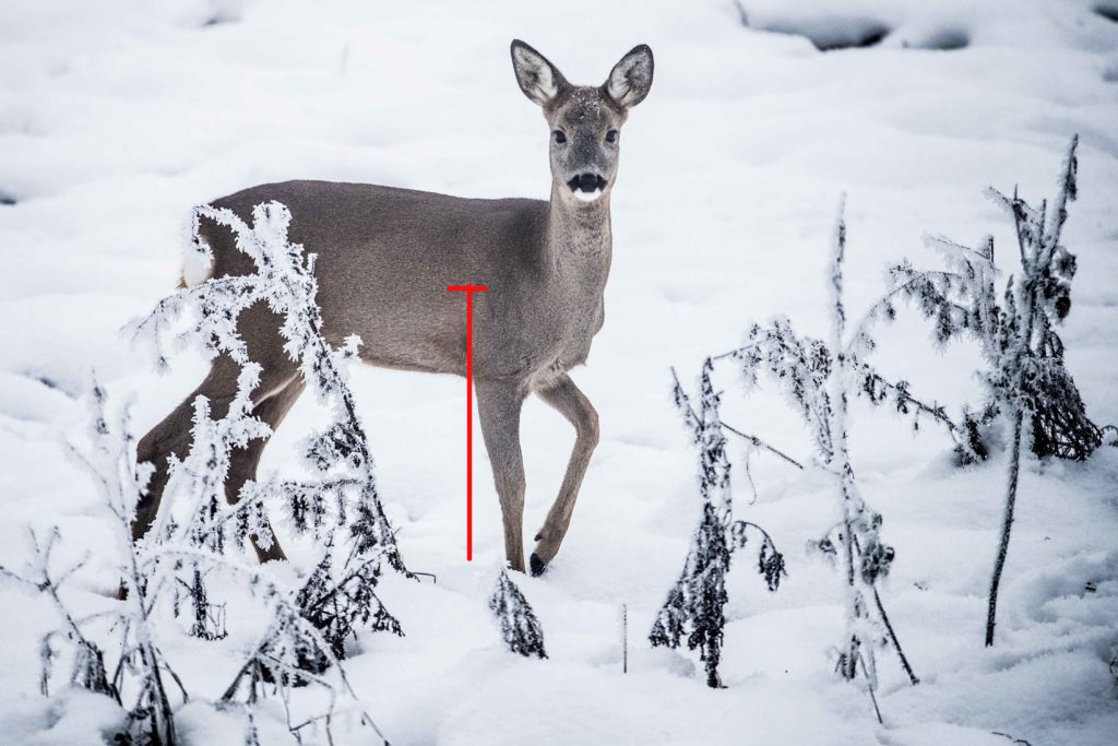 Treffersitz - Wo hinhalten für einen sauberen Blattschuss?