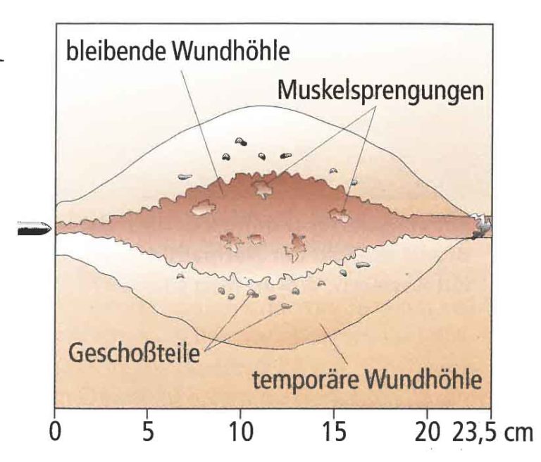 Treffersitz - Wo hinhalten für einen sauberen Blattschuss?