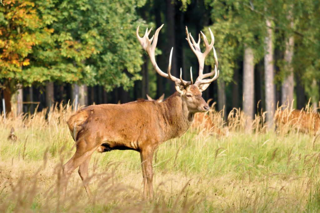 Jagd auf Rotwild im Forstamt Schuenhagen - trotz Schonzeit!