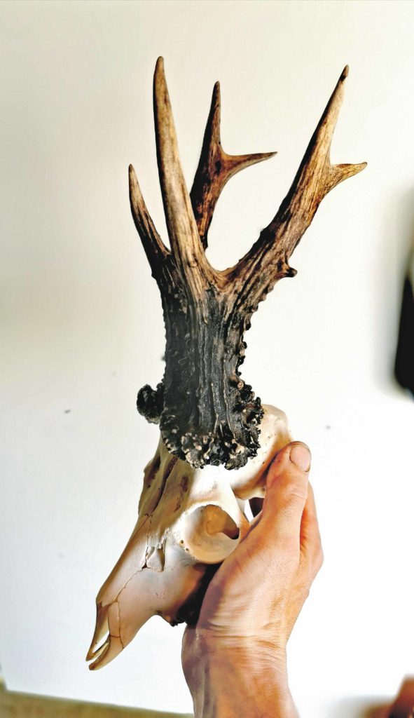 Bockparade 2020 - das sind die kapitalsten und abnormsten! - Jäger