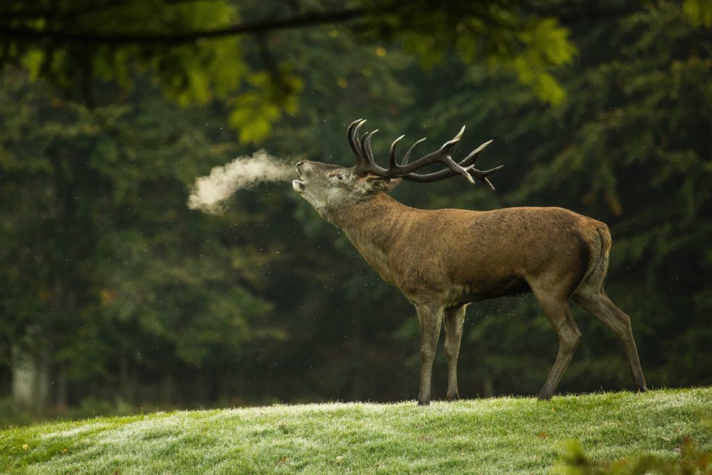 Warum jagen wir? Über Natur, Artenschutz und das Abenteuer