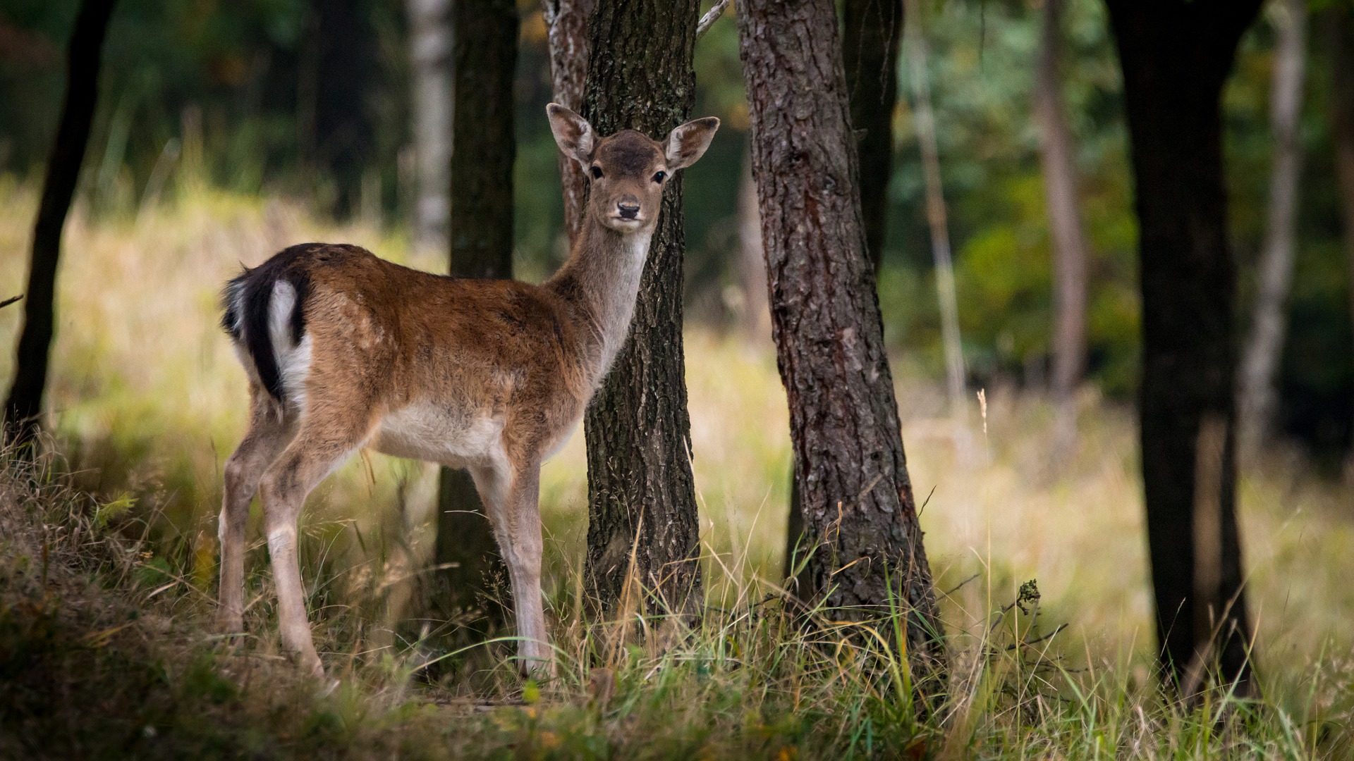 Auf Damwild im April - Jäger