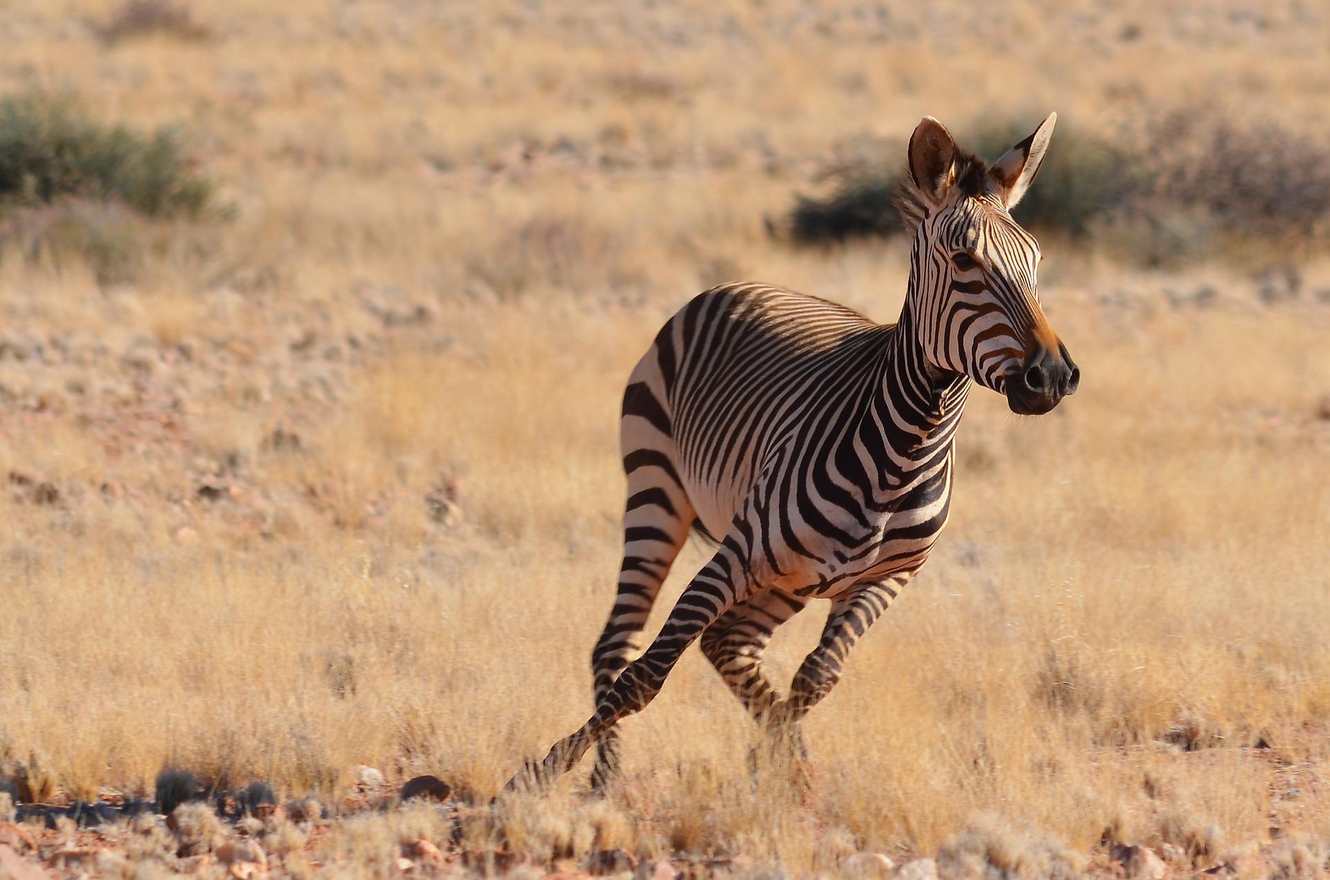 Auf Zebras in Namibia - Jäger
