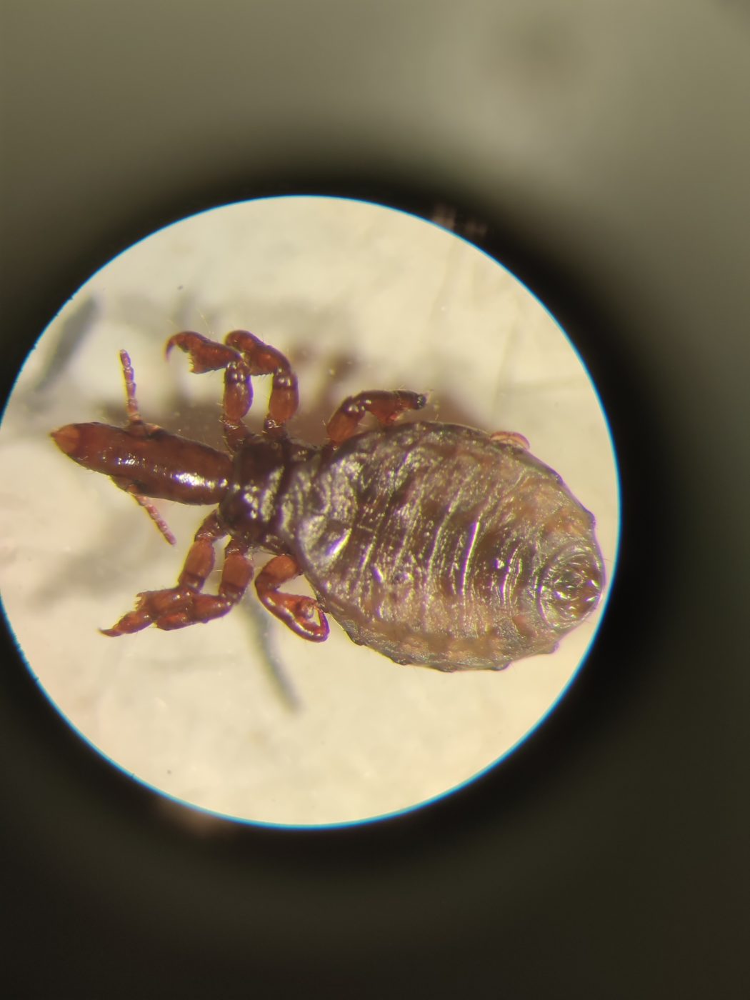 Läuse beim Wild? Wildschwein mit Parasiten befallen - Jäger