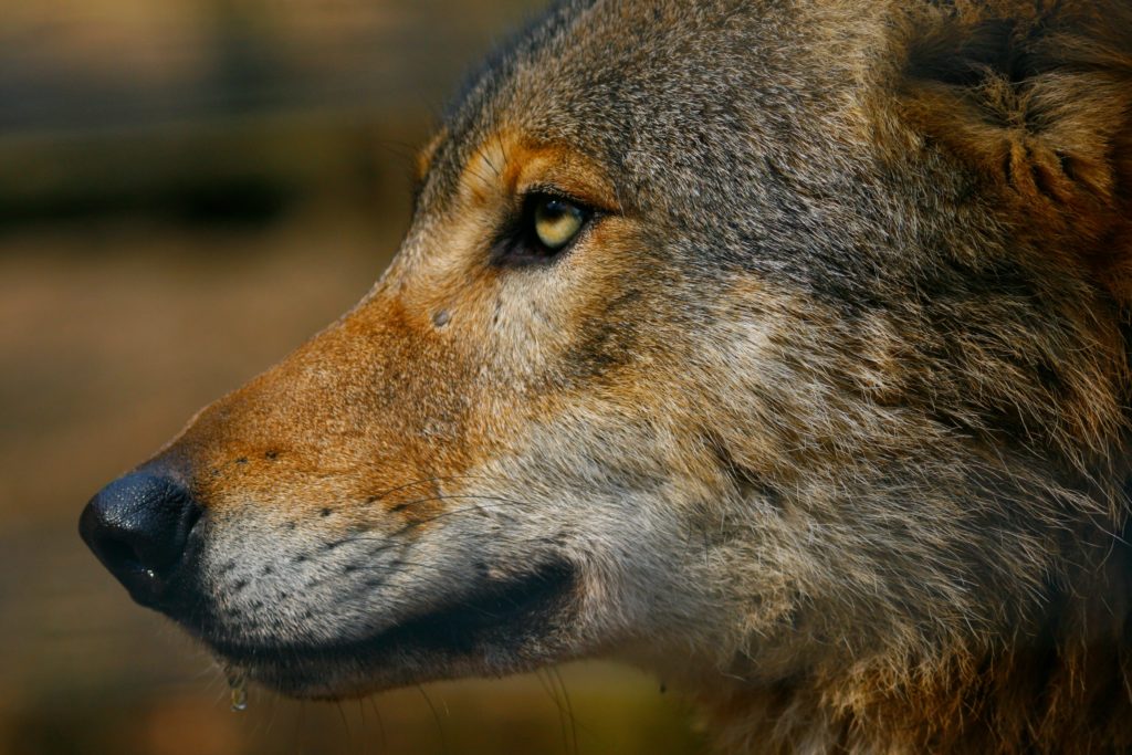 Wolfskopf vor Nabu-Zentrum: Herkunft geklärt - Jäger