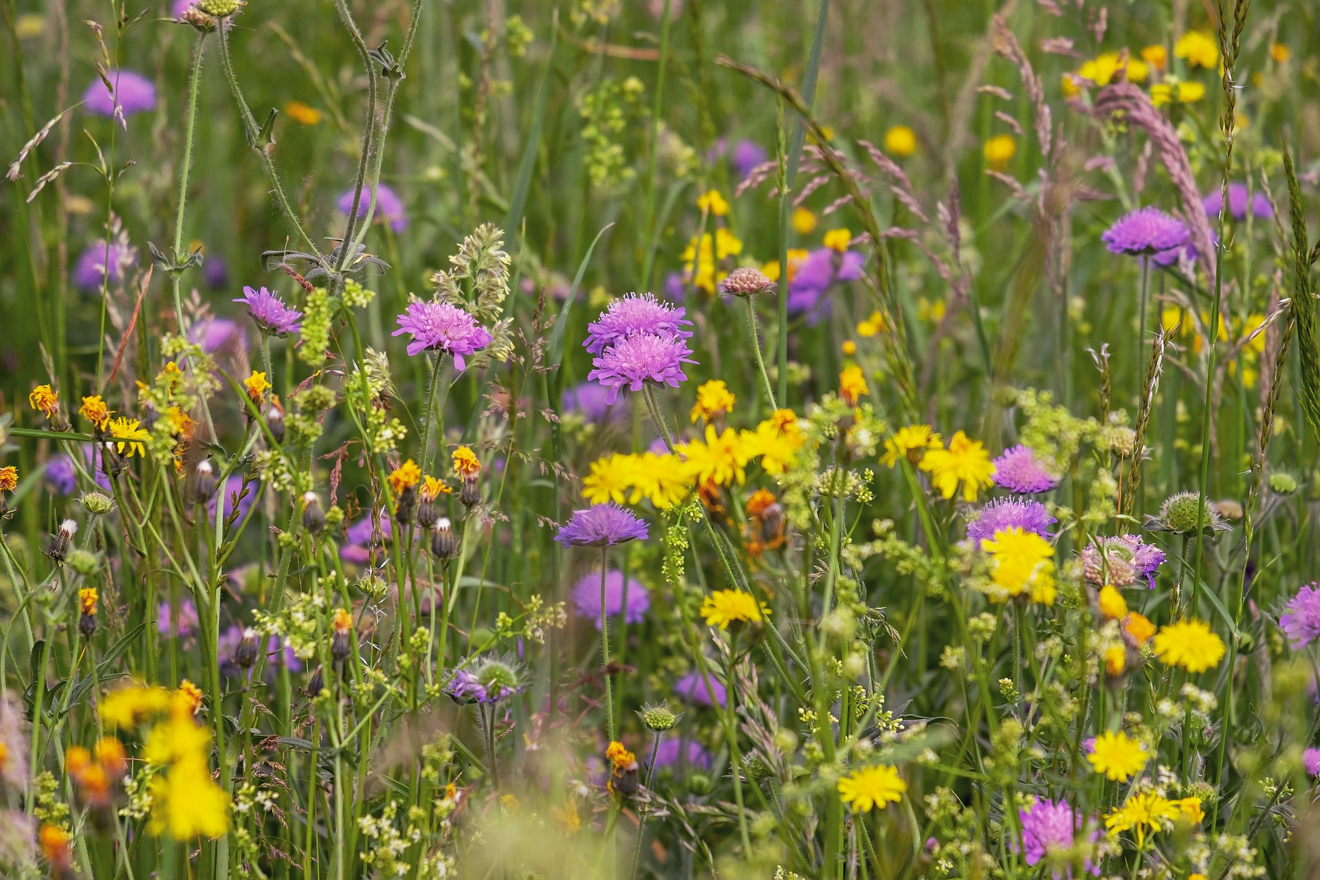 Invasive Pflanzen und ihre Auswirkungen - Jäger