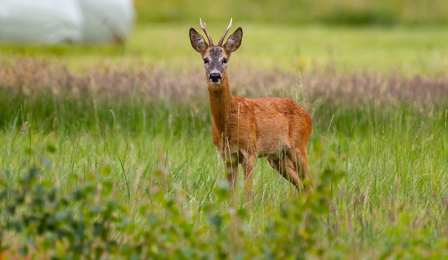 Blatter im Vergleich: mit welchem springt der Bock? - Jäger