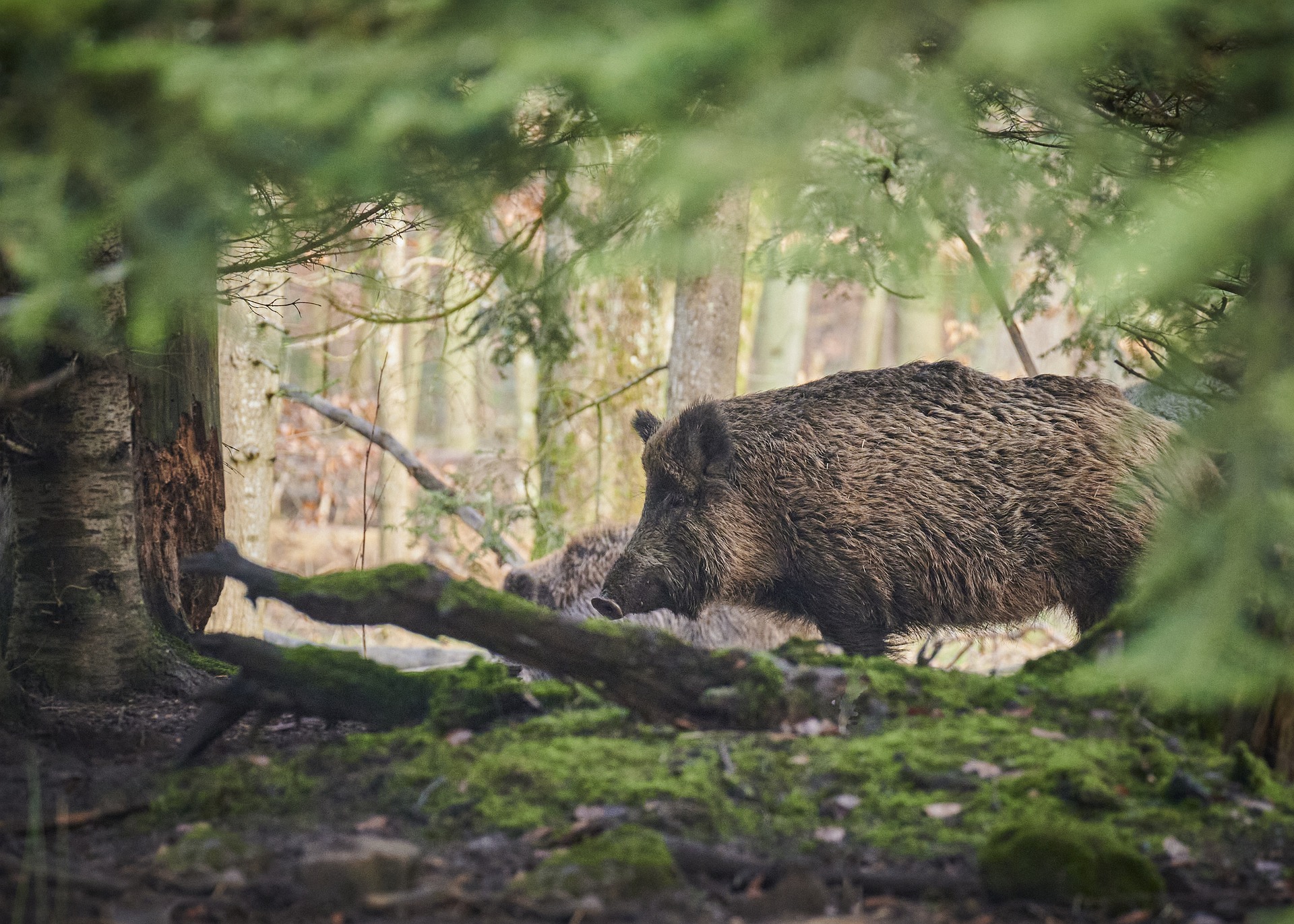 Wildschweine planschen im Freibad - neuer Trend unter Wildtieren in ...