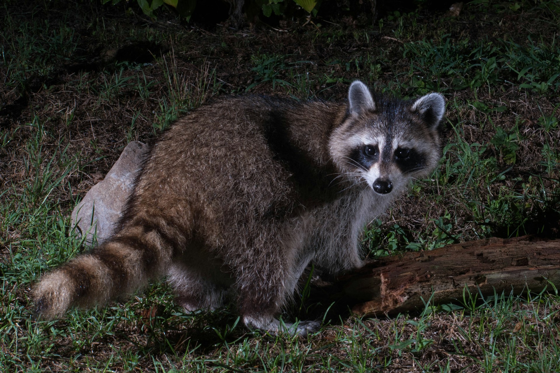 Waschbär in Kassel: Pilotprojekt soll Population langfristig eindämmen ...