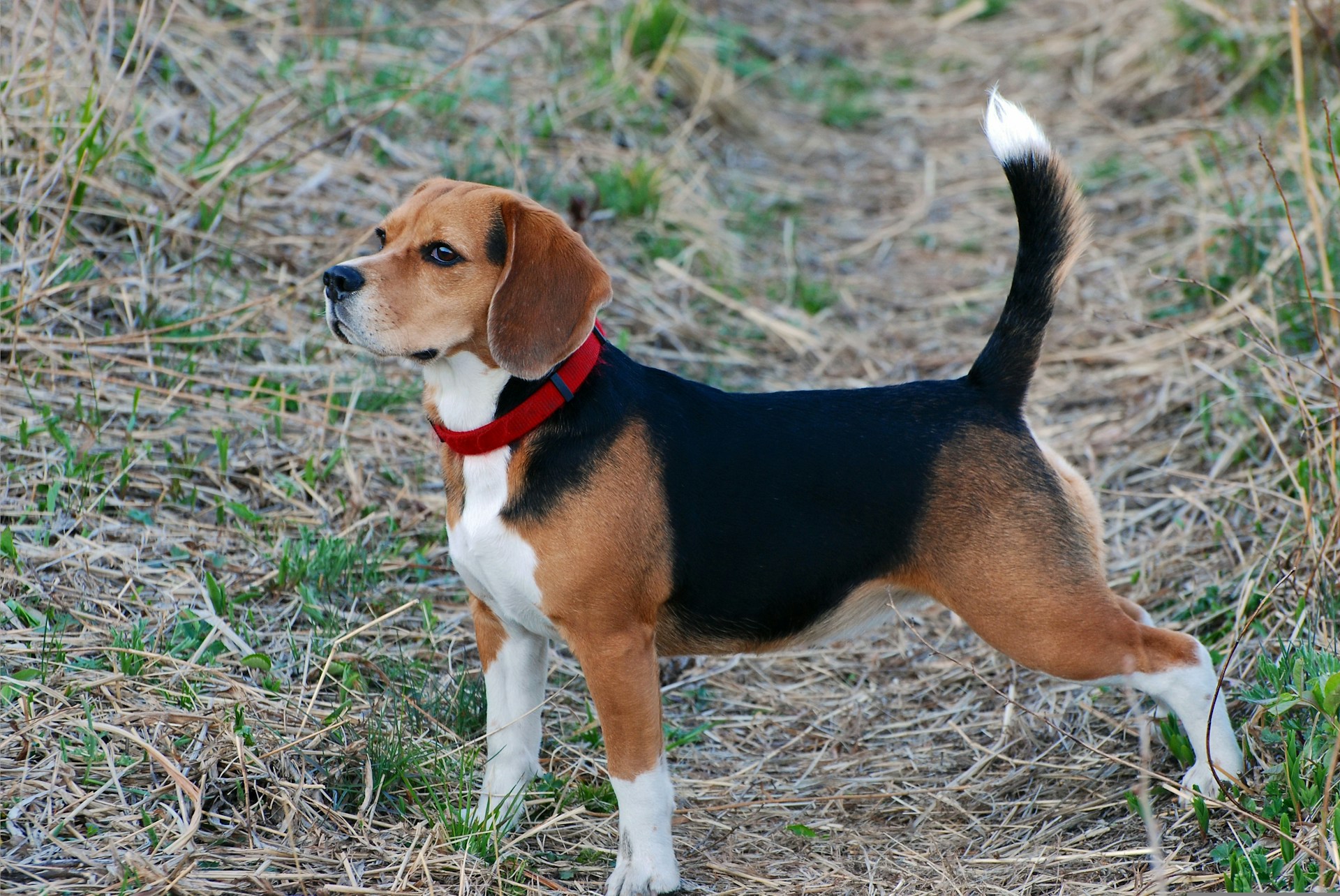 Beagle als Jagdhund? Was die Rasse im Revier taugt - Jäger