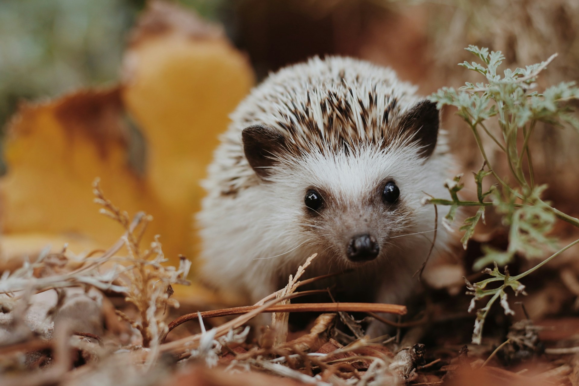Igel-Jagd: Haben Täter gezielt Igel zum Verzehr gefangen? - Jäger