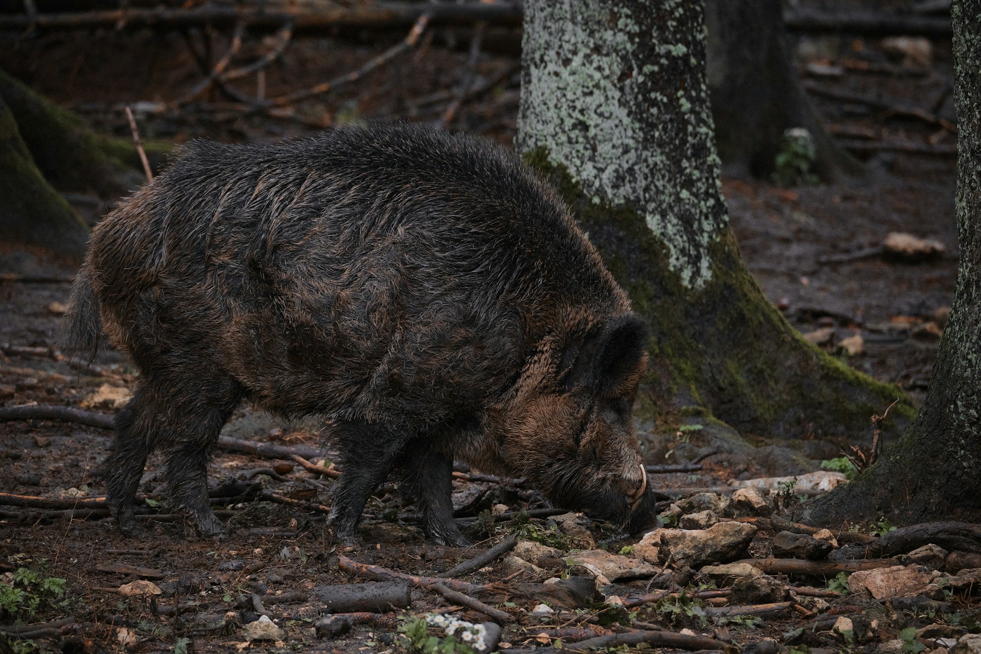 Wildschwein greift Menschen in Unkel am Rhein (RLP) an - Jäger