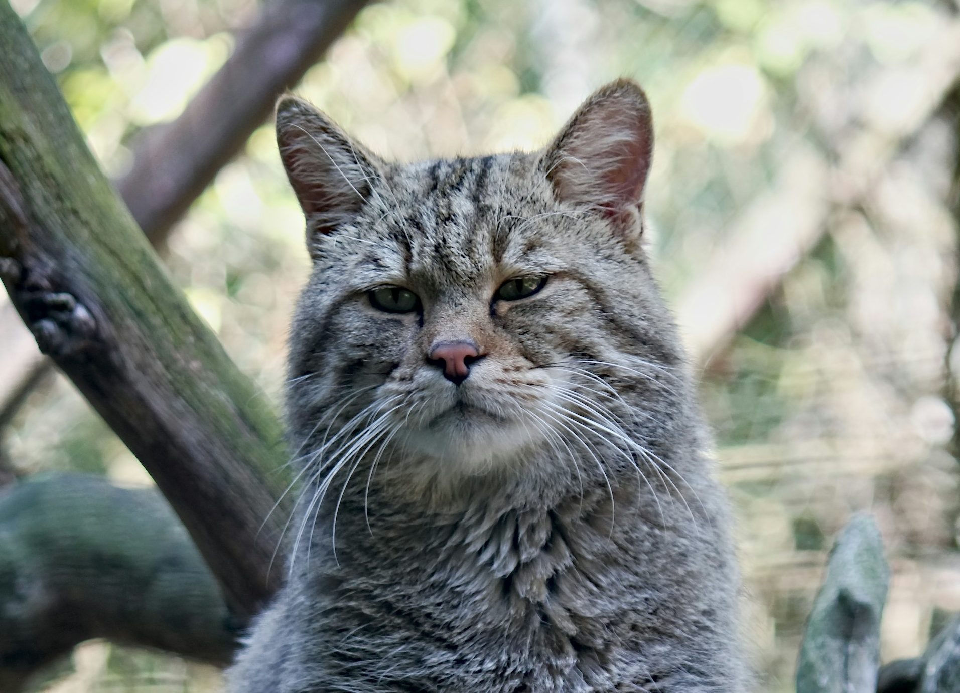 Wildkatze kommt nach Deutschland zurück: Comeback im Arnsberger Wald ...