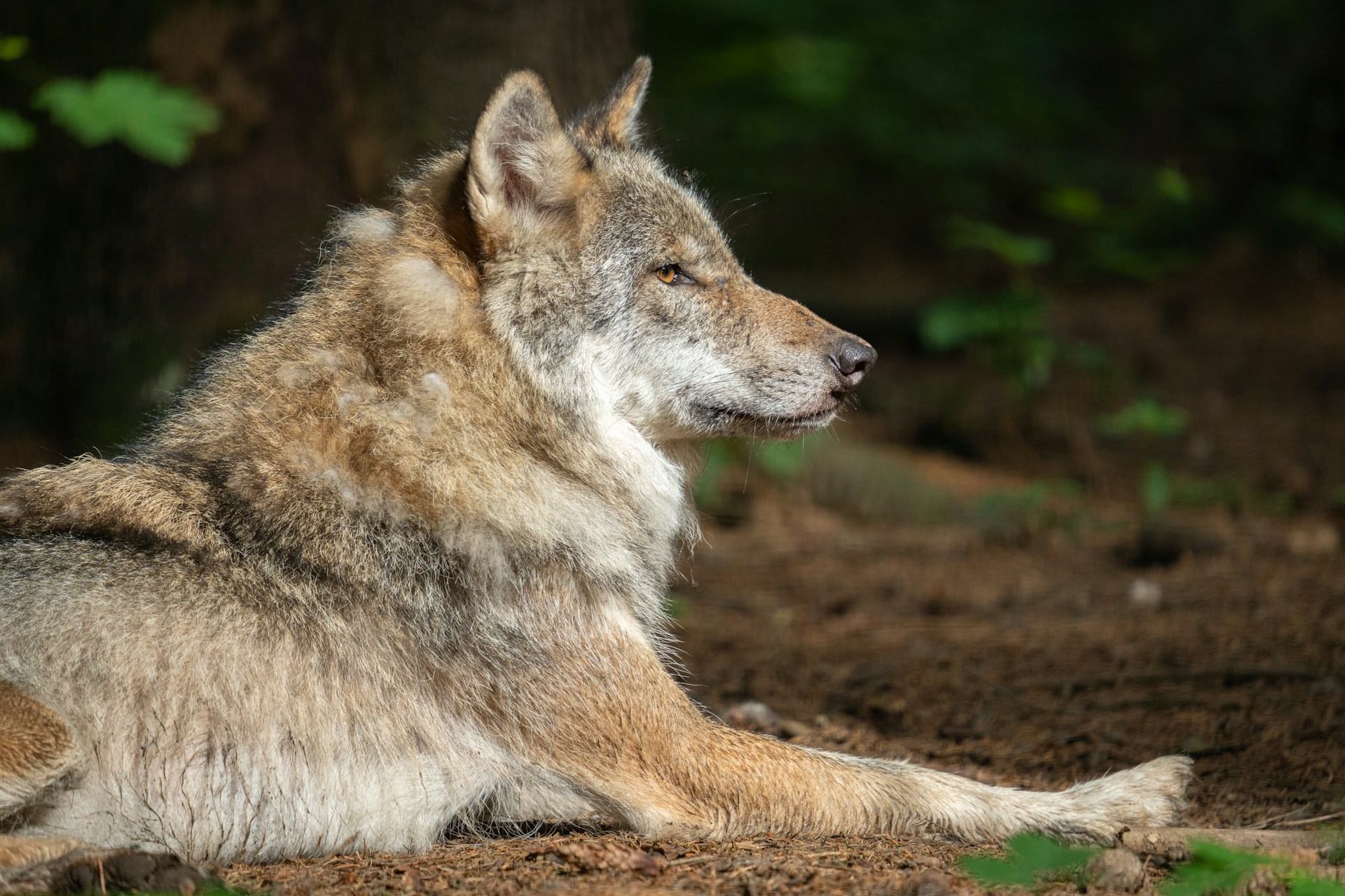 Wolf geschossen: Polizei ermittelt gegen 73-Jährigen - Jäger